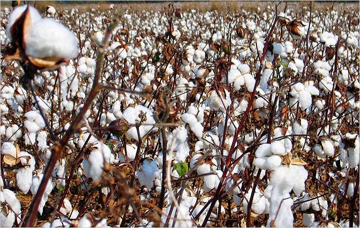 Pakistan : Pakistan's 2014-15 cotton output at 14.871 mn bales ...