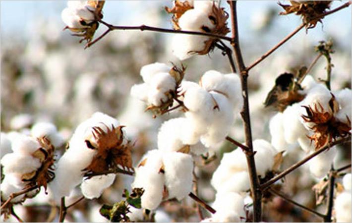 United States Of America : Cotton growers to earn more in Georgia ...