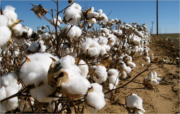 India : Bayer's new hybrid cotton seeds with higher GP - Textile News India