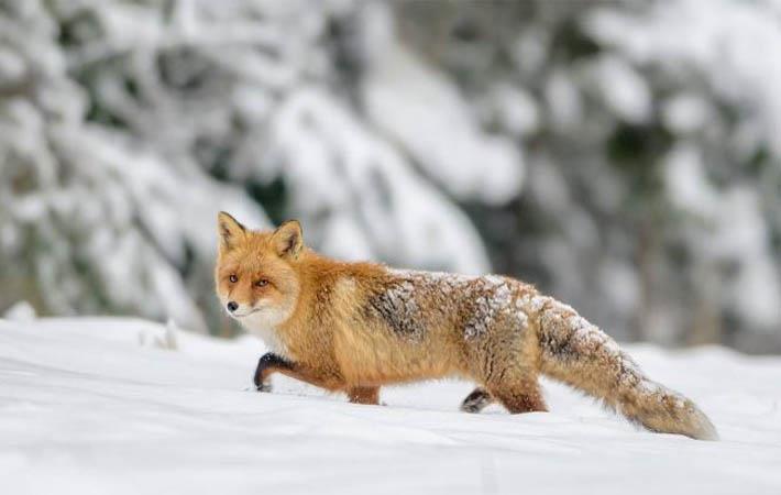 United States Of America : VF Corporation partners with Fur Free ...