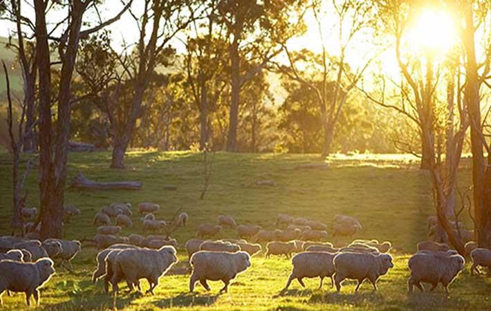 Australia : Australian wool production to lift a little in 2017-18 ...